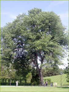 10 Common Missouri Trees, Their Characteristics and General Maintenance ...