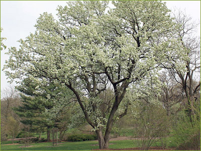 10 Common Missouri Trees, Their Characteristics and General Maintenance ...